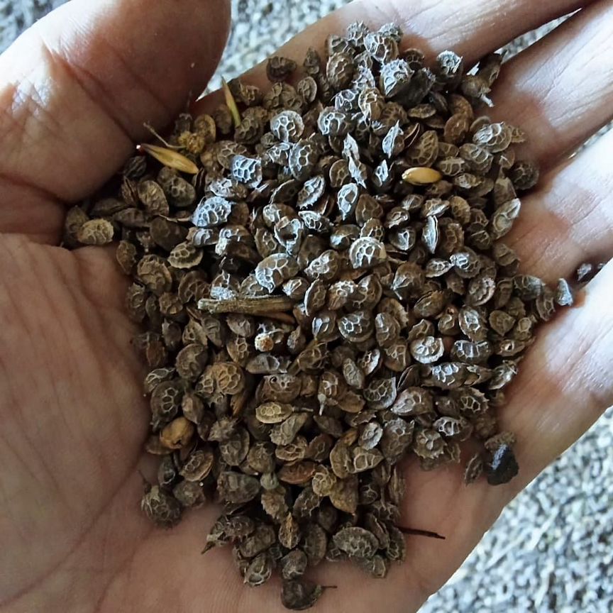 Семена экспарцета