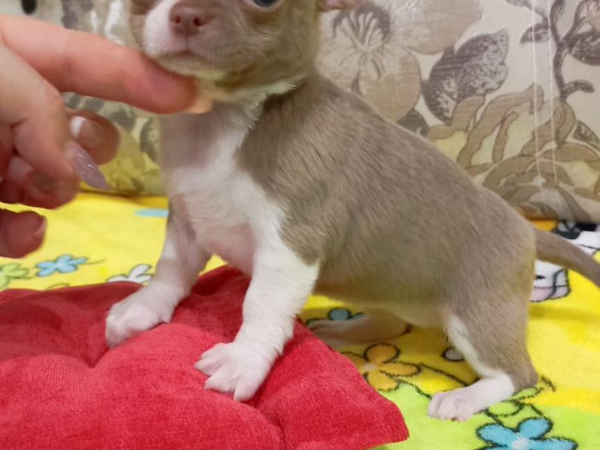 Чихуахуа лиловая девчонка