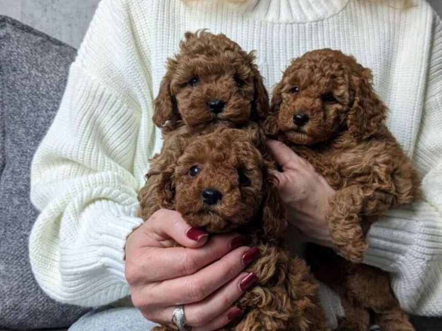 Щенки мини той пуделя