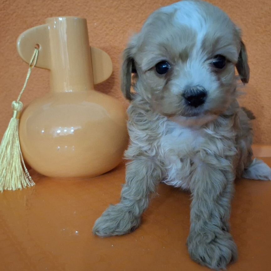 Мальтипу, щенок