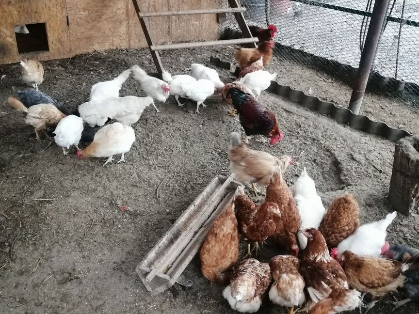 Куры несушки, петухи