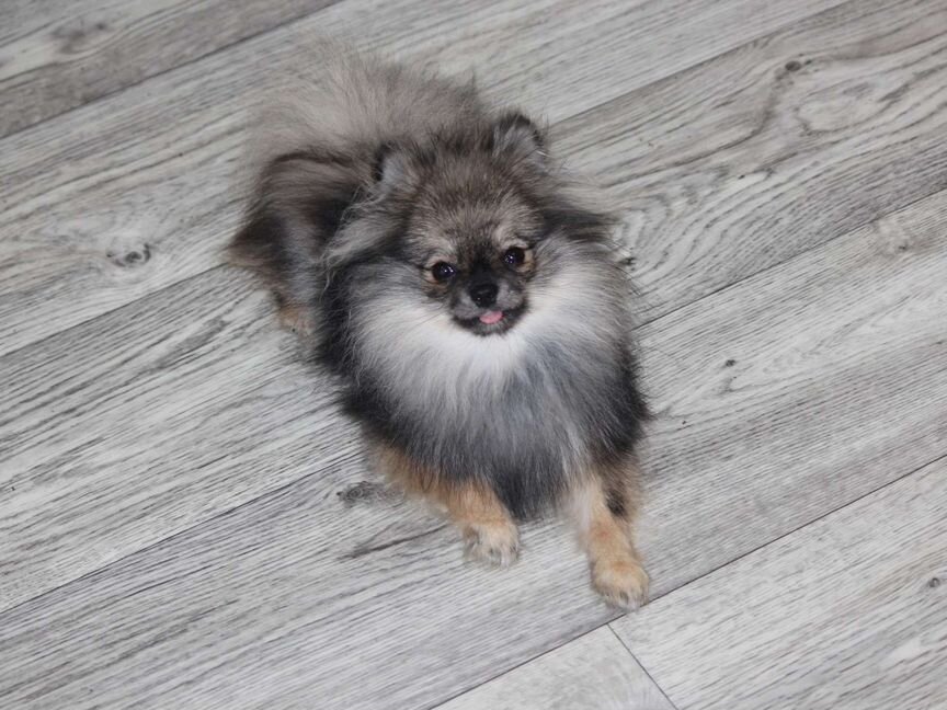 Померанский шпиц