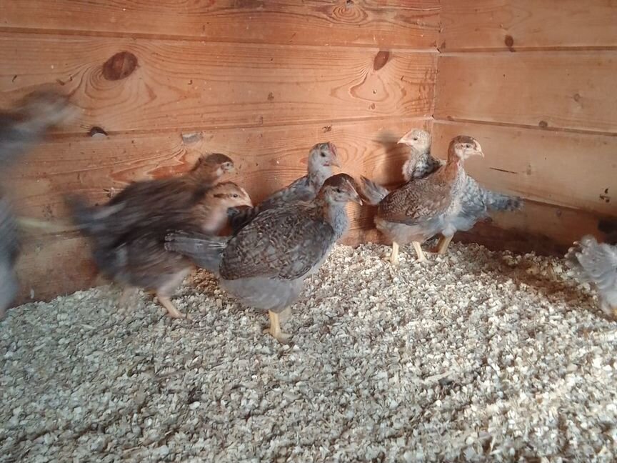 Цыплята Билефельдеров