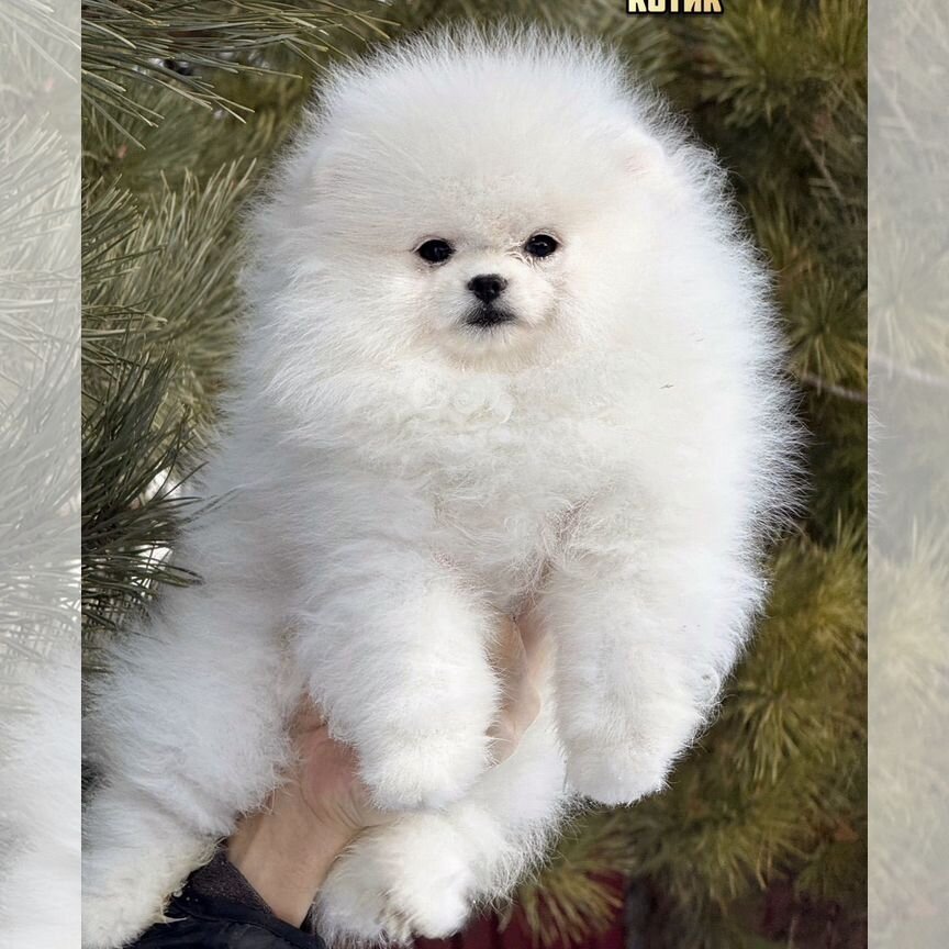 Померанский шпиц, щенок