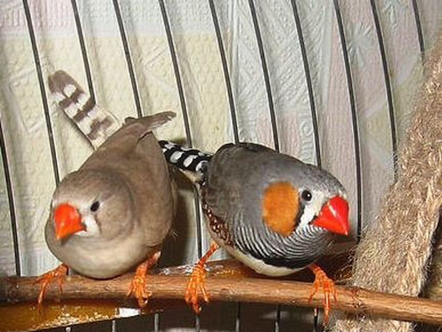 Зебровые амадины