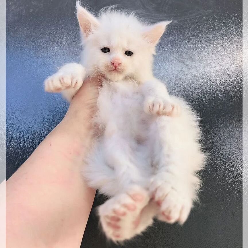 Мейн-кун котёнок
