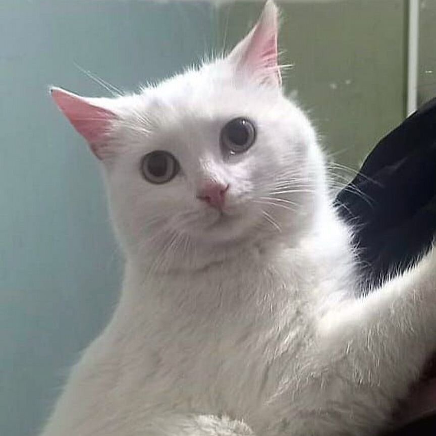 Котик в добрые руки