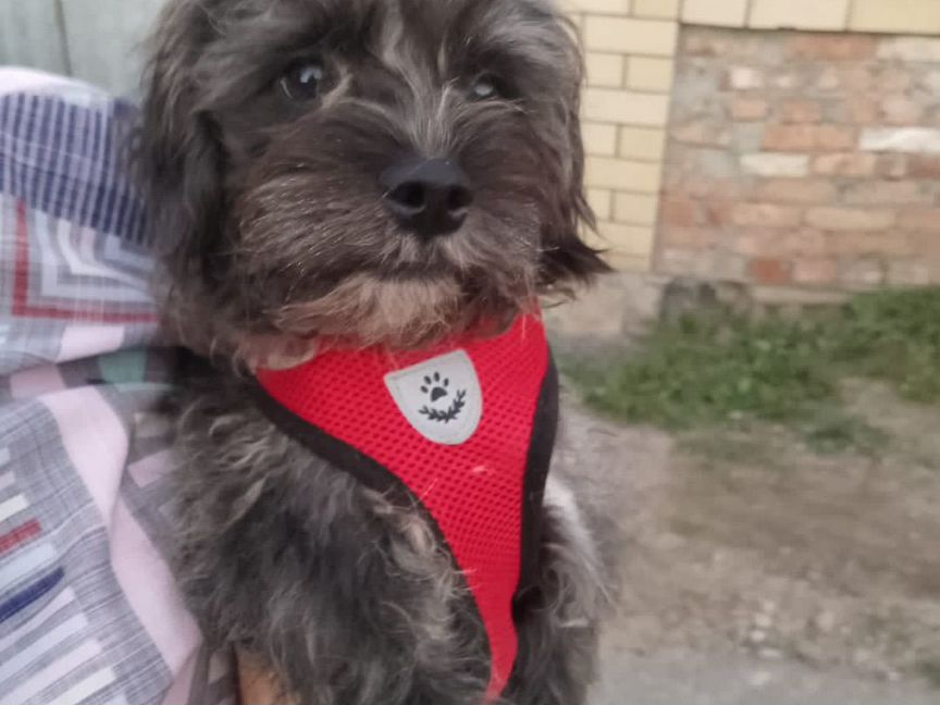 Собака в добрые руки болонка
