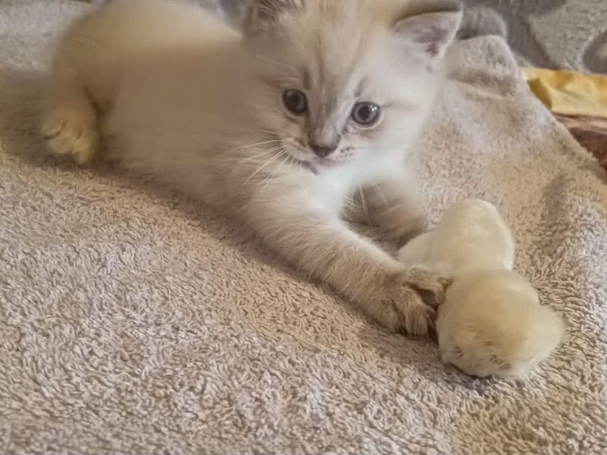 Британские котята