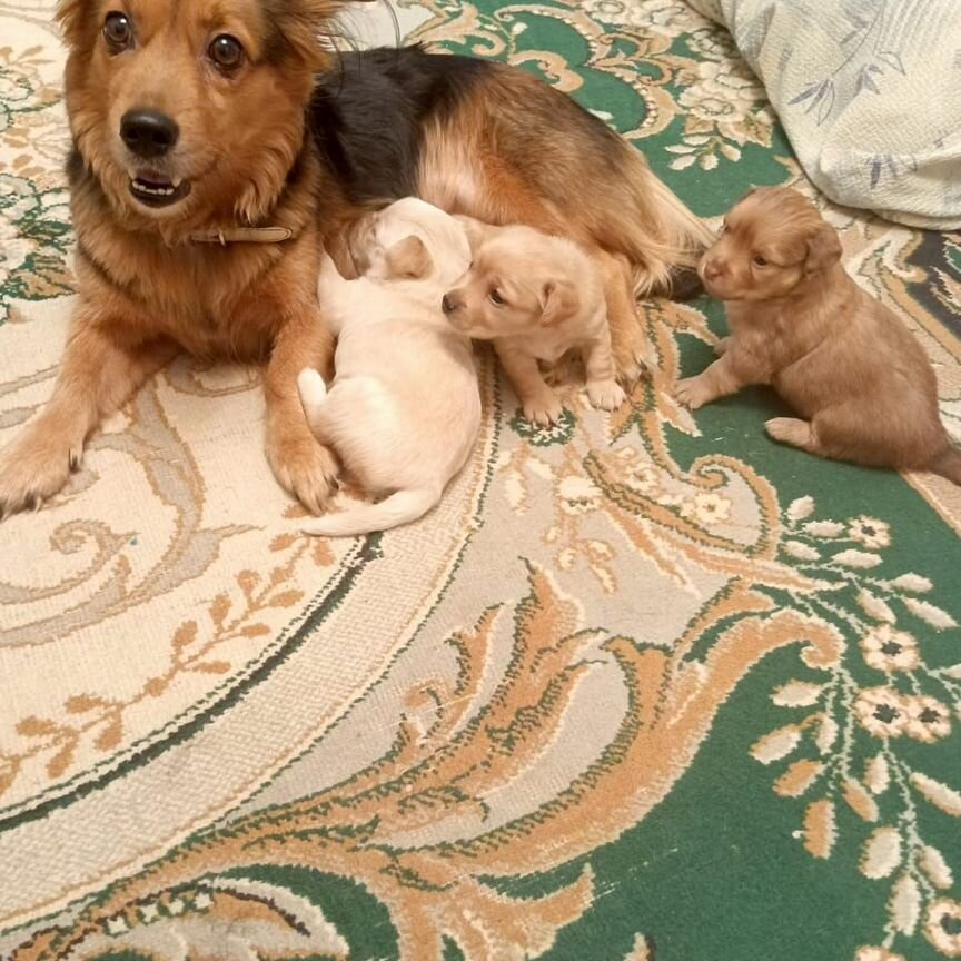 Щенки девочки