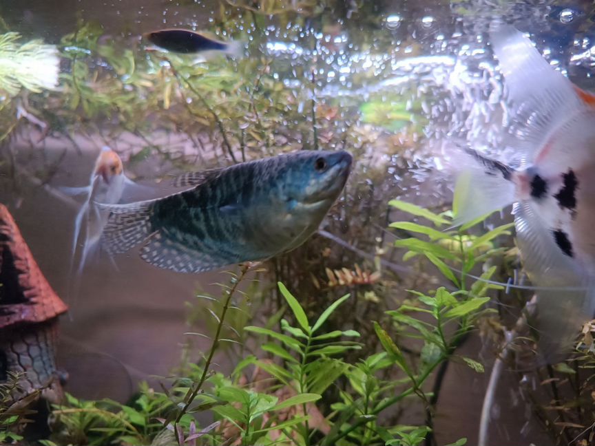 Отдам аквариумную рыбку