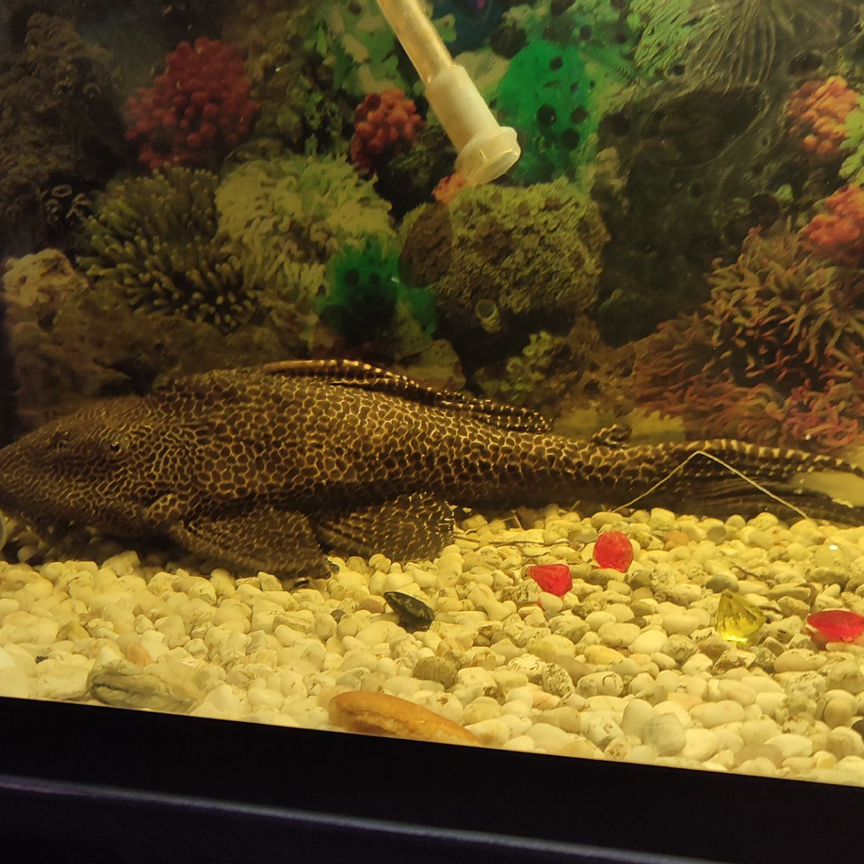 Парчовый сом птеригоплихт