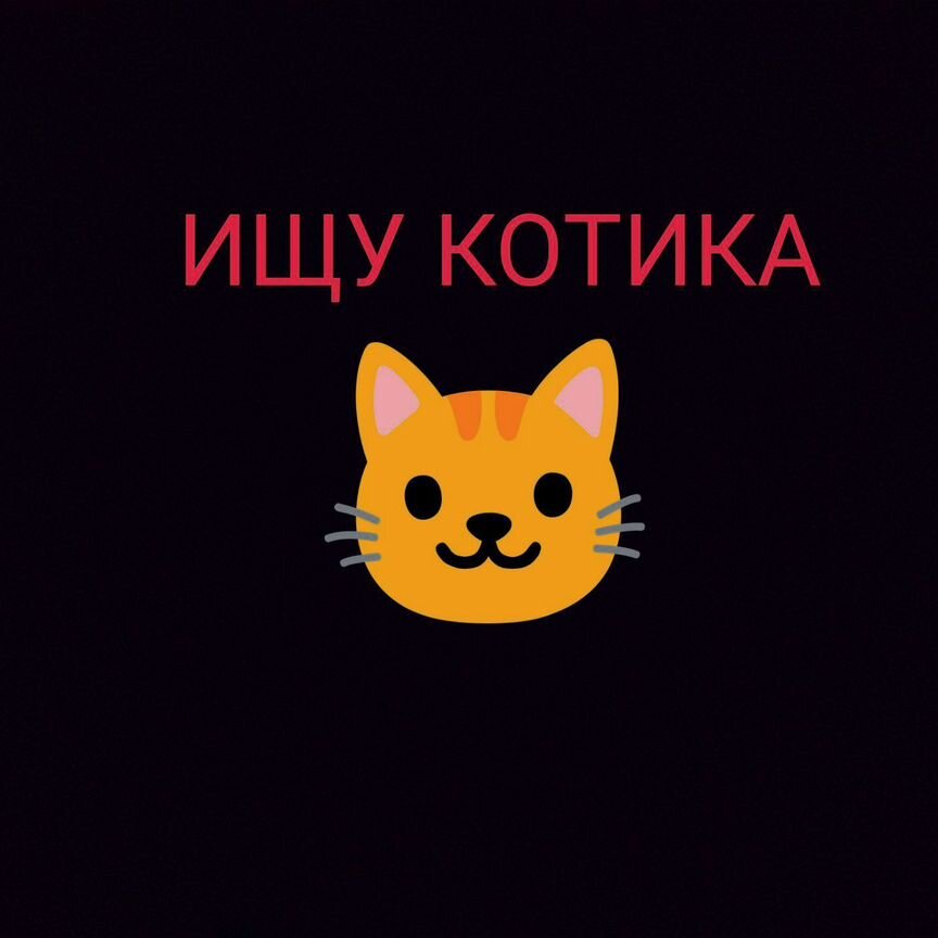 Ищу кота/кошку