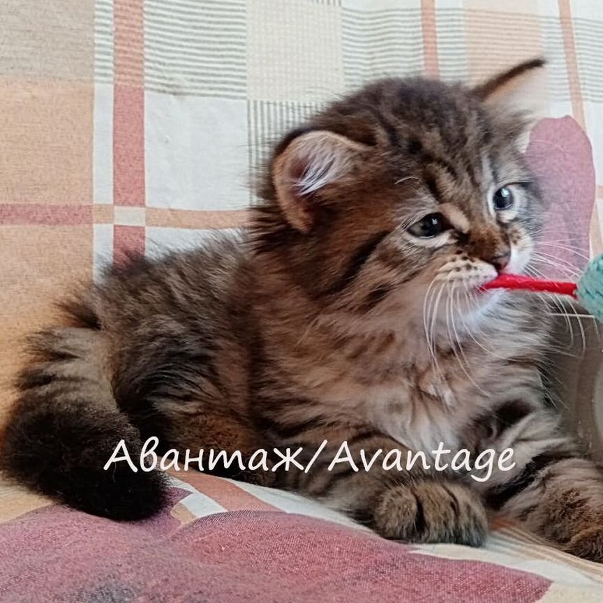 Сибирский котенок с документами, клубный