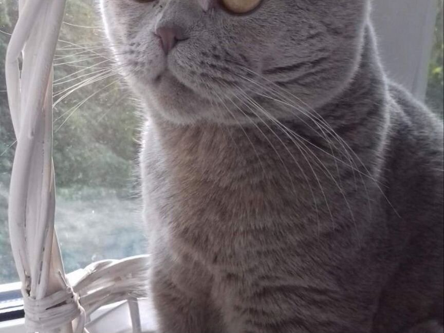 Шотландская
