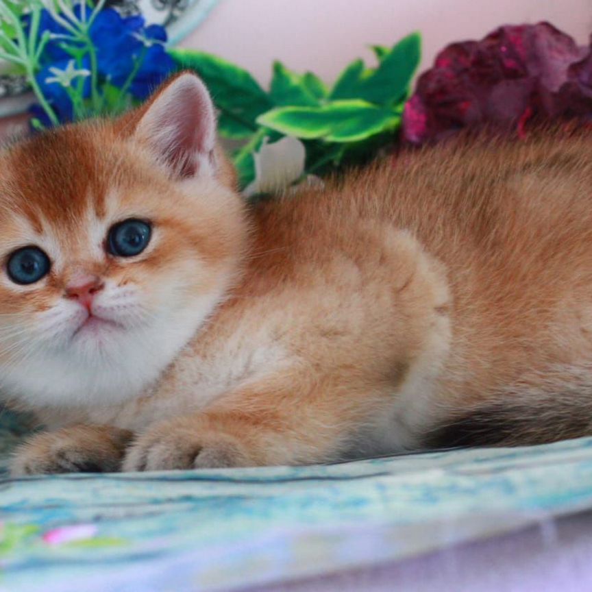 Золотой котик с документами