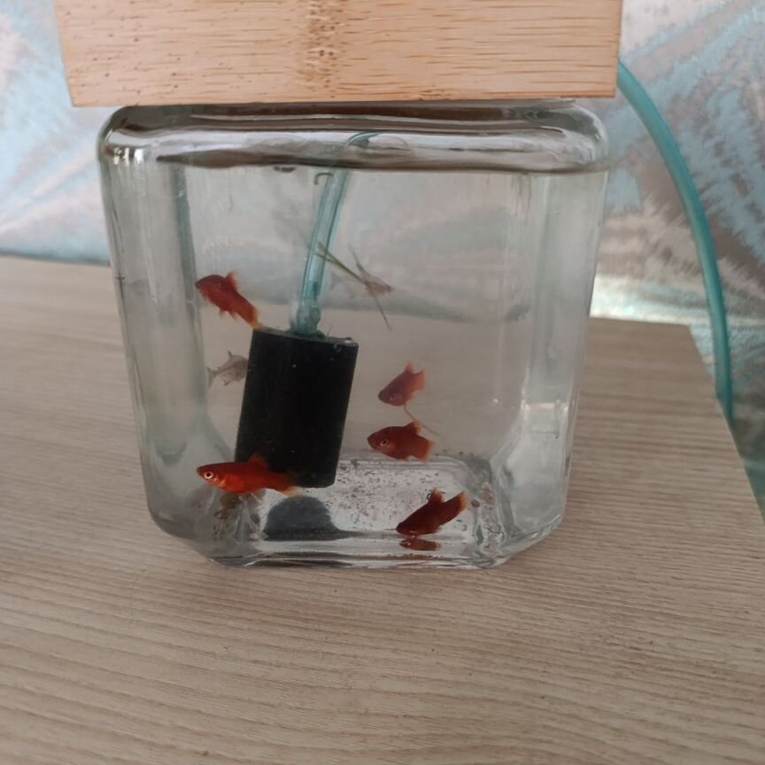 Аквариумные рыбки меченосцев бесплатно