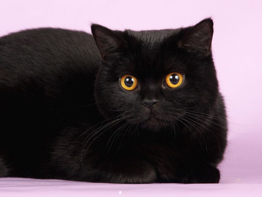 Шотландец скоттиш страйт