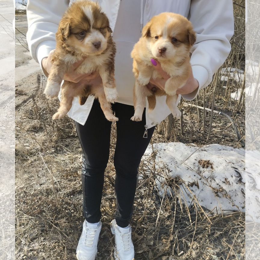 Вельш Корги Пемброк, щенок