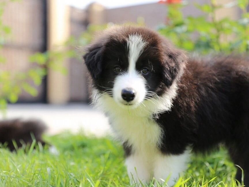 Бордер колли