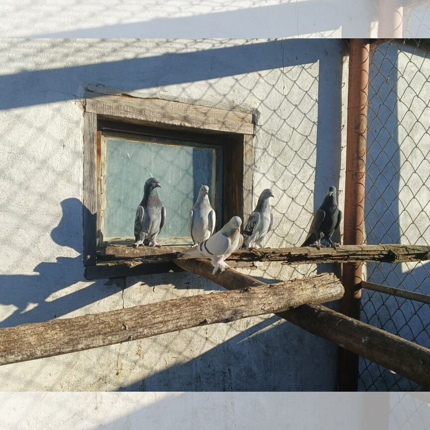 Голуби Ленинаканцы, Турки