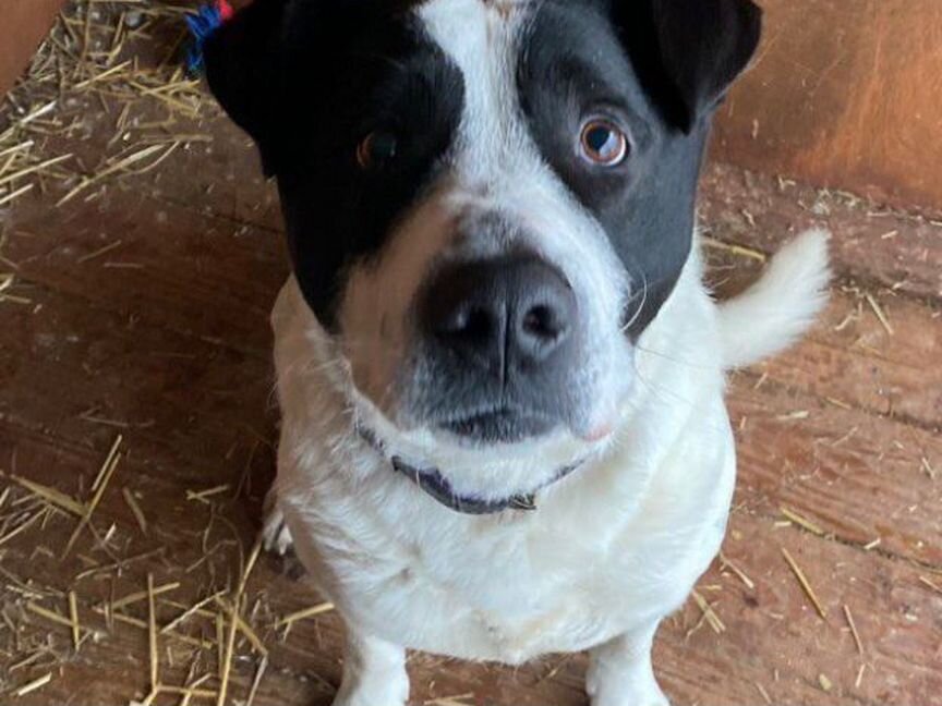 Умут ищет дом