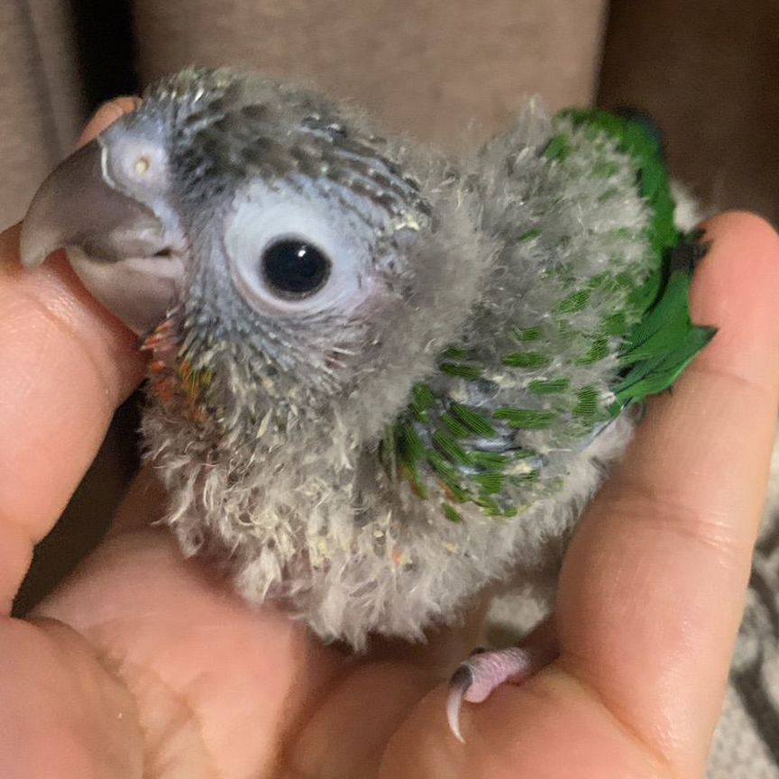 Ручной ожереловый поругай