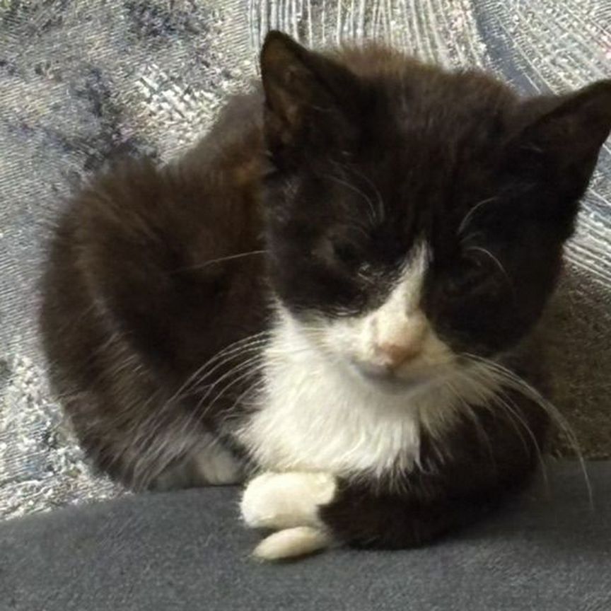 Котёнок в добрые руки