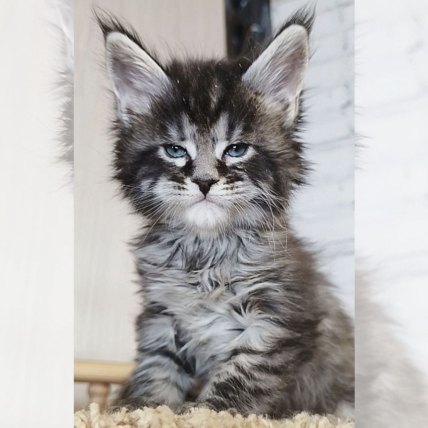 Котята мейн-кун