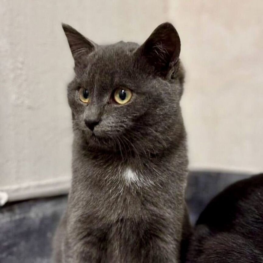 Котята в добрые руки мальчик