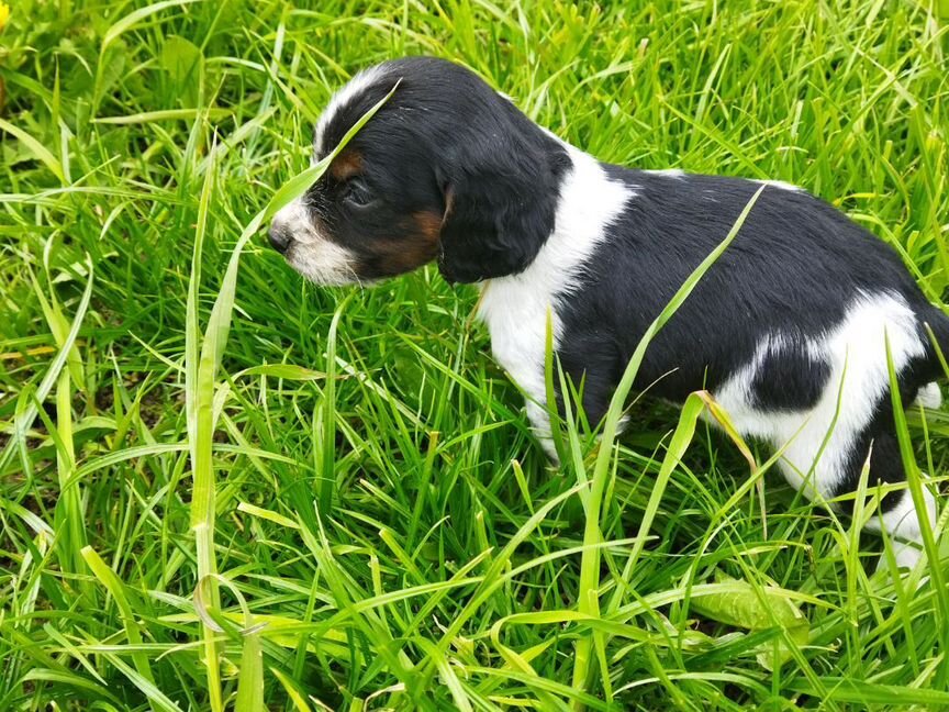 Русский охотничий спаниель щенки