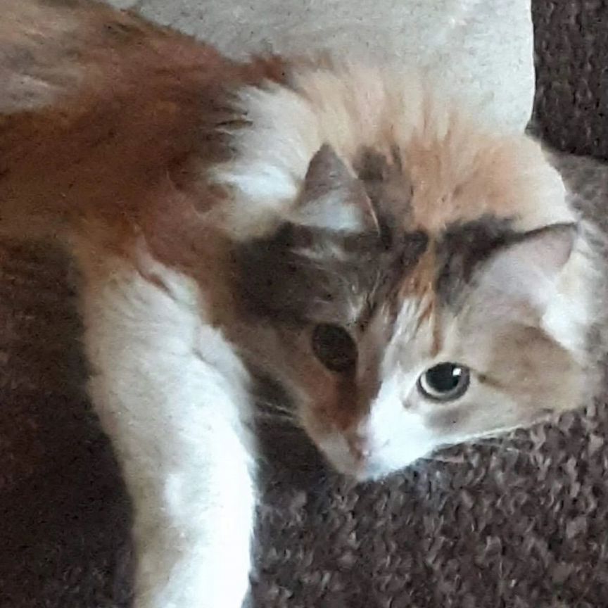 Кошка
