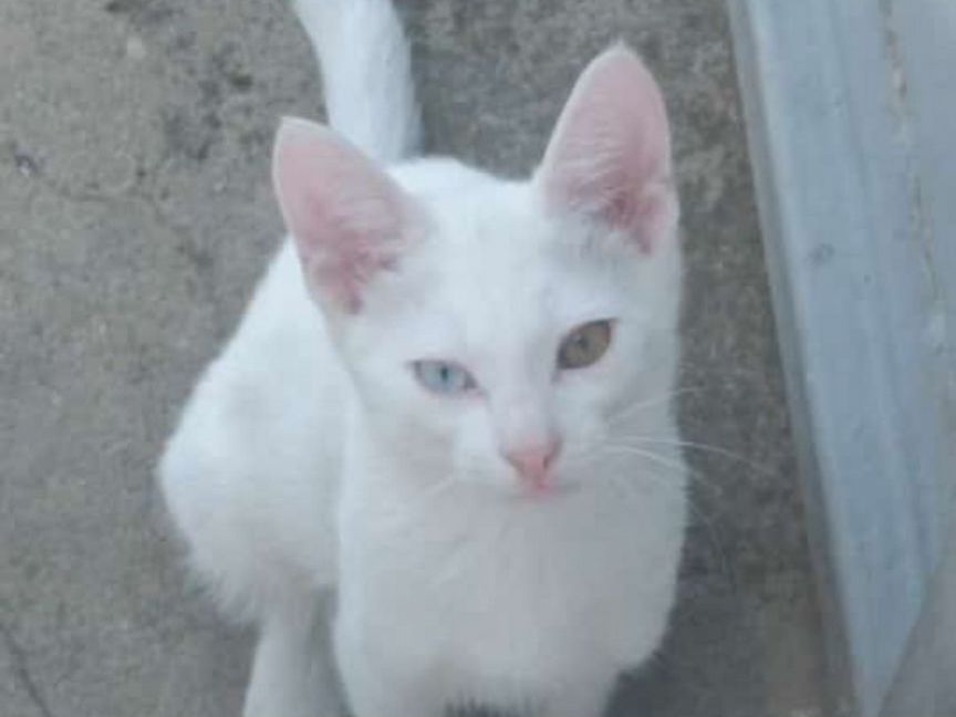 Дворовая кошатина