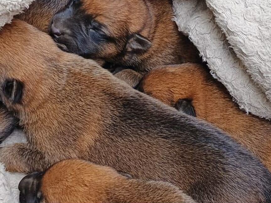 Собаки щенки малинуа