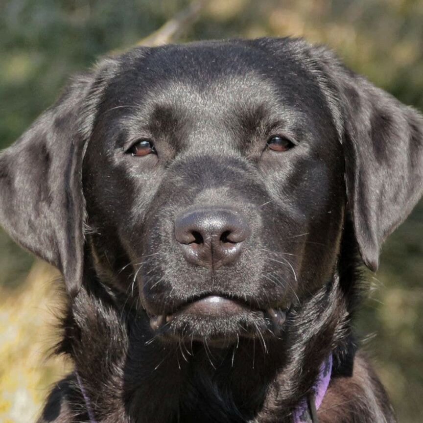 Лабрадор