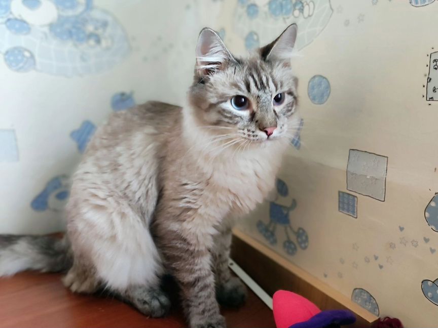 Кот Амадео