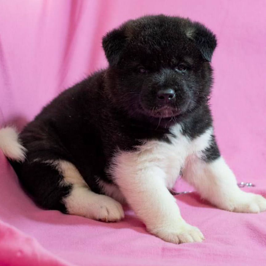 Американская акита, щенок