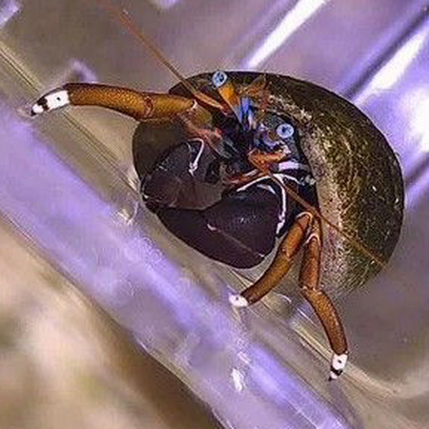 Рак-отшельник в морской аквариум