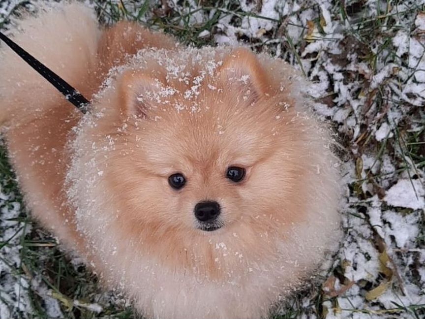 Померанский шпиц вязка