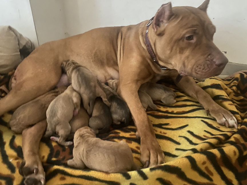 Щенки питбуль