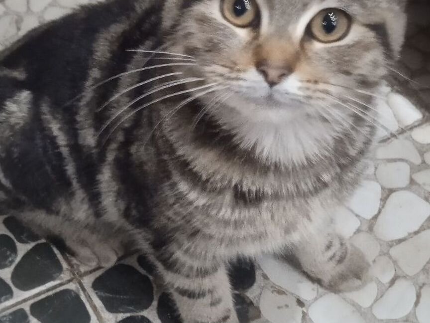 Кошки мейн-кун