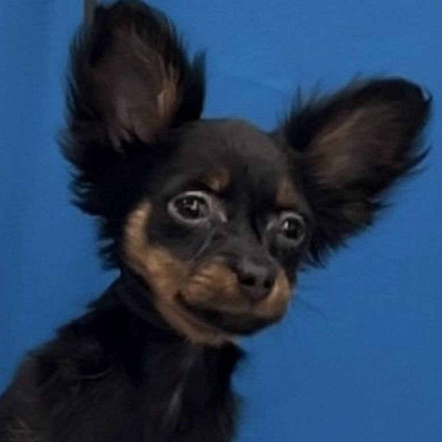 Русский той-терьер, щенок