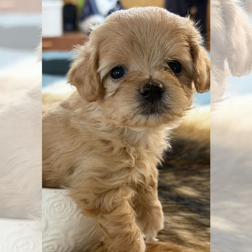 Мальтипу, щенок