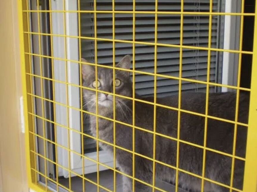 Решетка антикошка