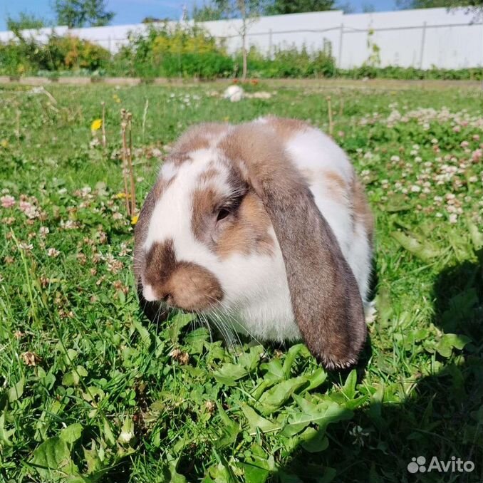 Кролики на развод