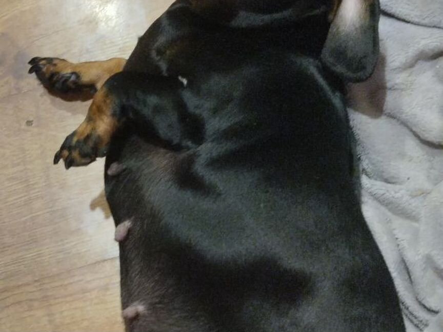 Такса девочка весёлая игривая