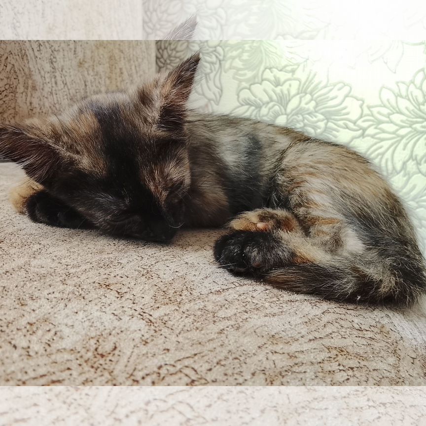 Котёнок в добрые руки