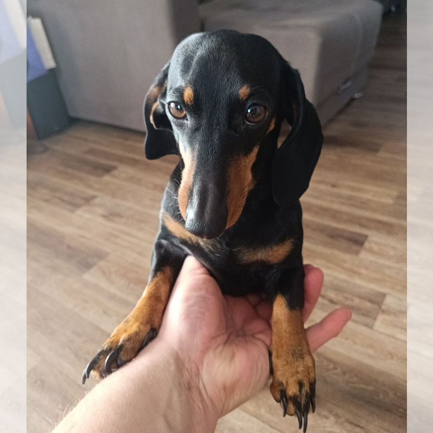 Такса, взрослая собака