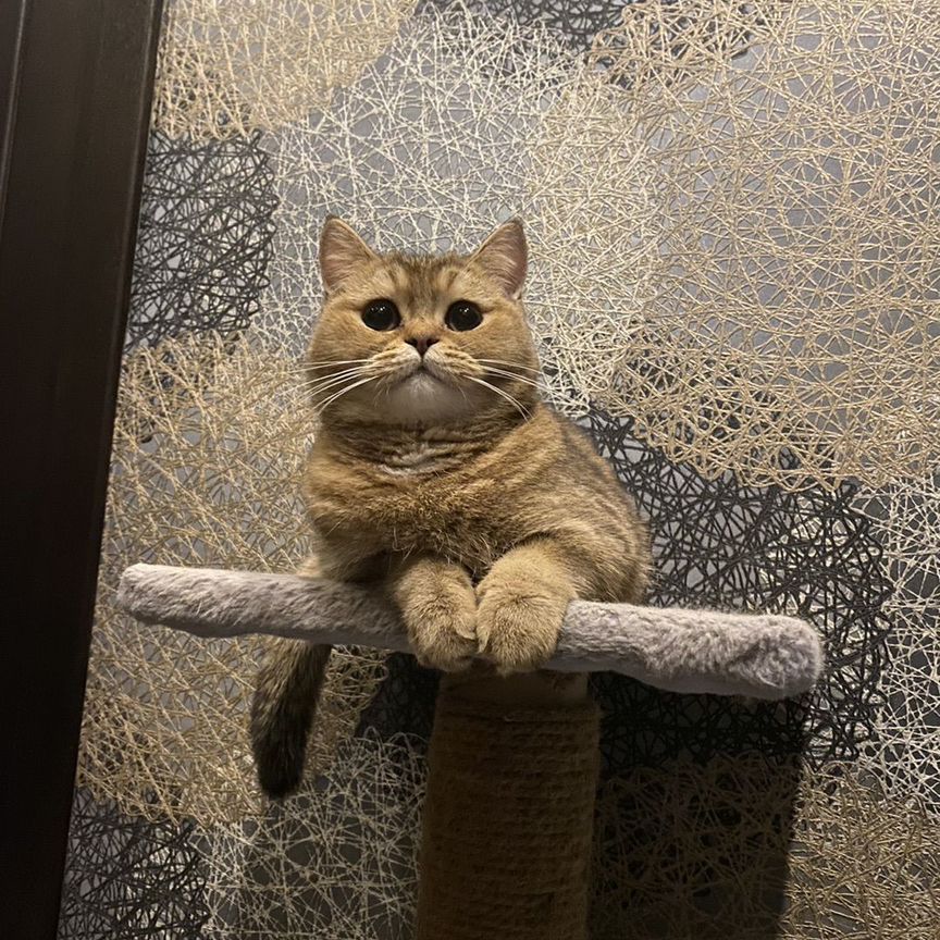 Шотландский вислоухий короткошёрстный котёнок