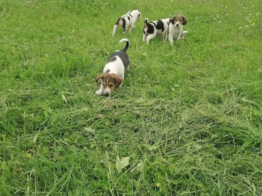 В продаже щенки пегой гончей от рабочих родителей